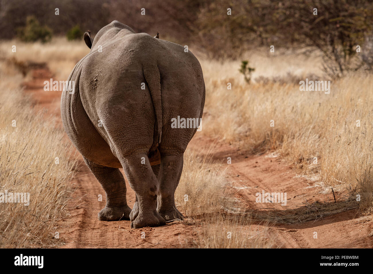 Single white rhinoceros stands on a dirt road in Namibia Stock Photo ...