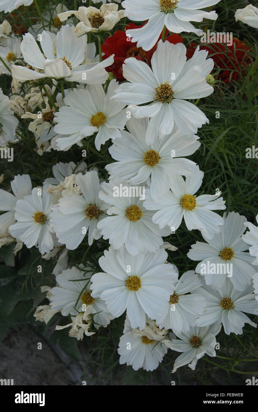 fleur de France Stock Photo - Alamy