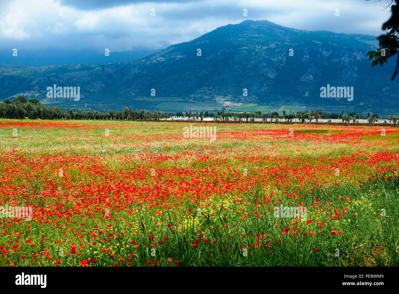 Tree filled meadow hi-res stock photography and images - Alamy