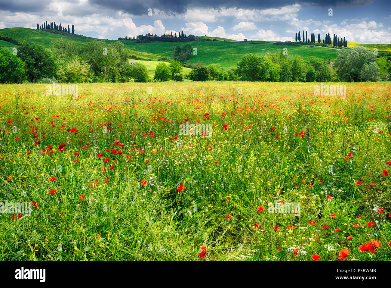 Tuscany farmhouse poppies hi-res stock photography and images - Alamy