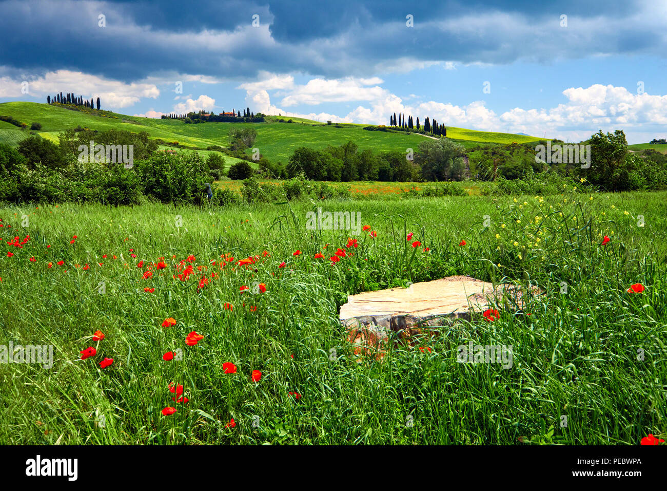 Tuscan countryside with poppies hi-res stock photography and images - Alamy