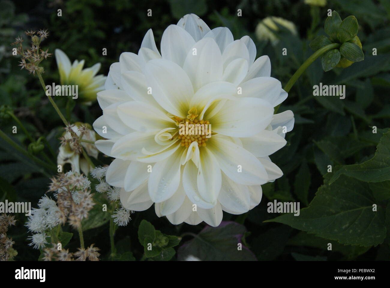 fleur de France Stock Photo - Alamy