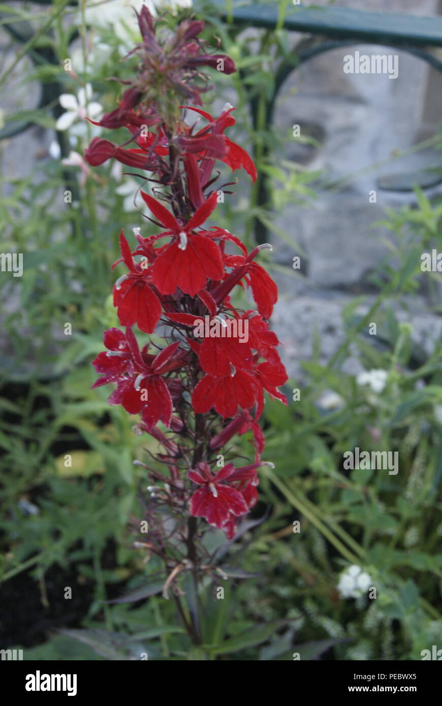 fleur de France Stock Photo - Alamy