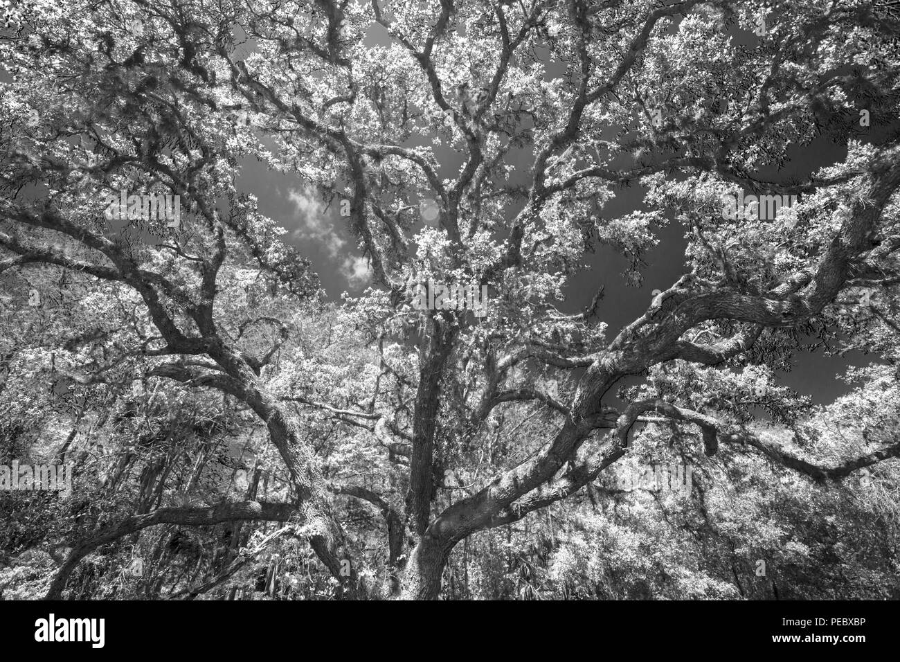 Green fish live Black and White Stock Photos & Images - Alamy