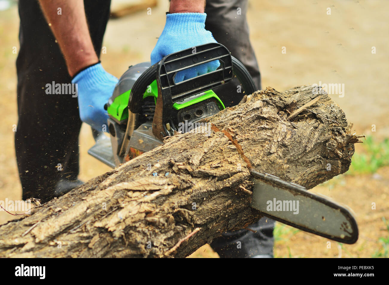 A man spills a log chainsaw. In the frame, legs and arms Stock Photo ...