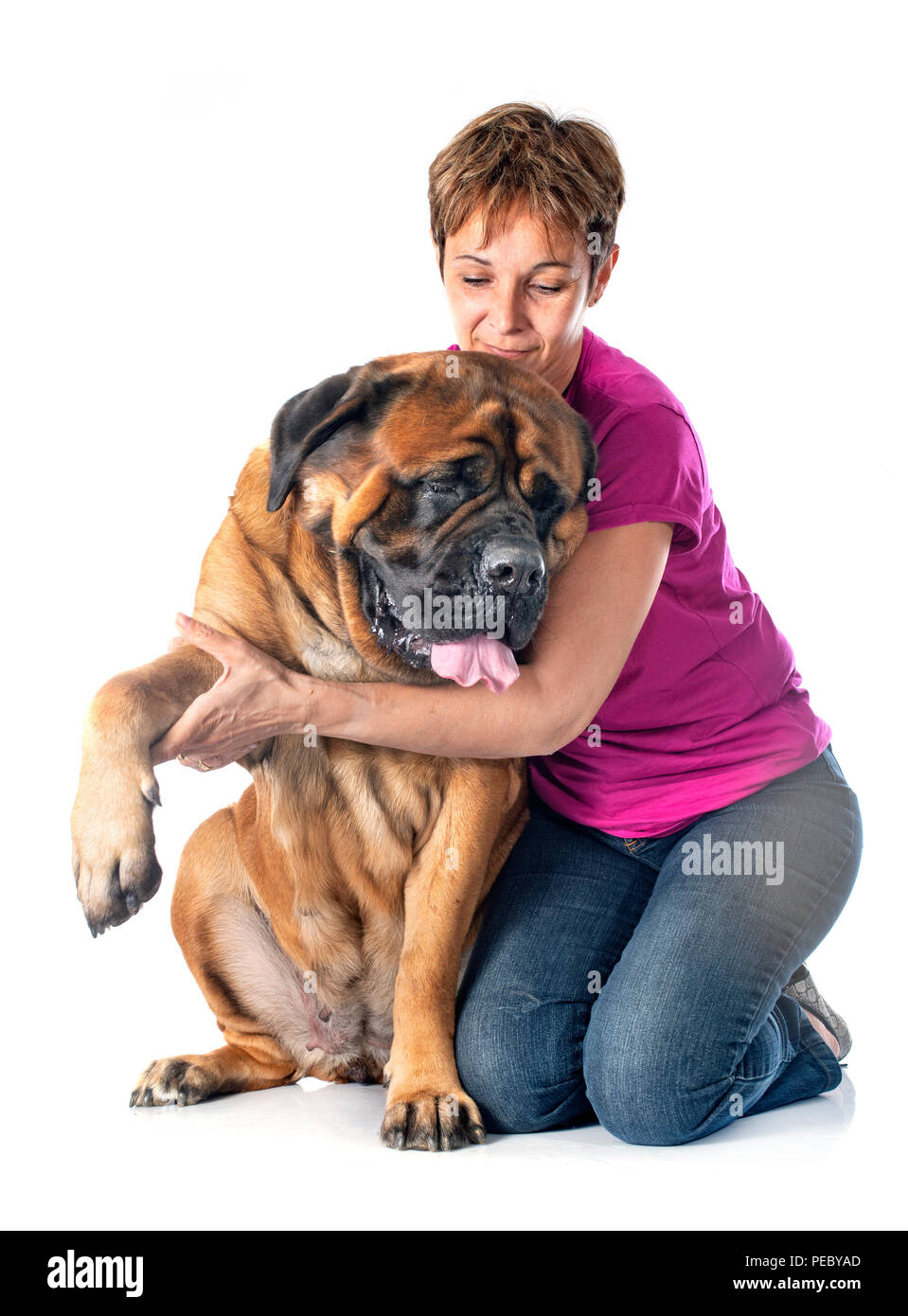 Female bullmastiff hi-res stock photography and images - Alamy