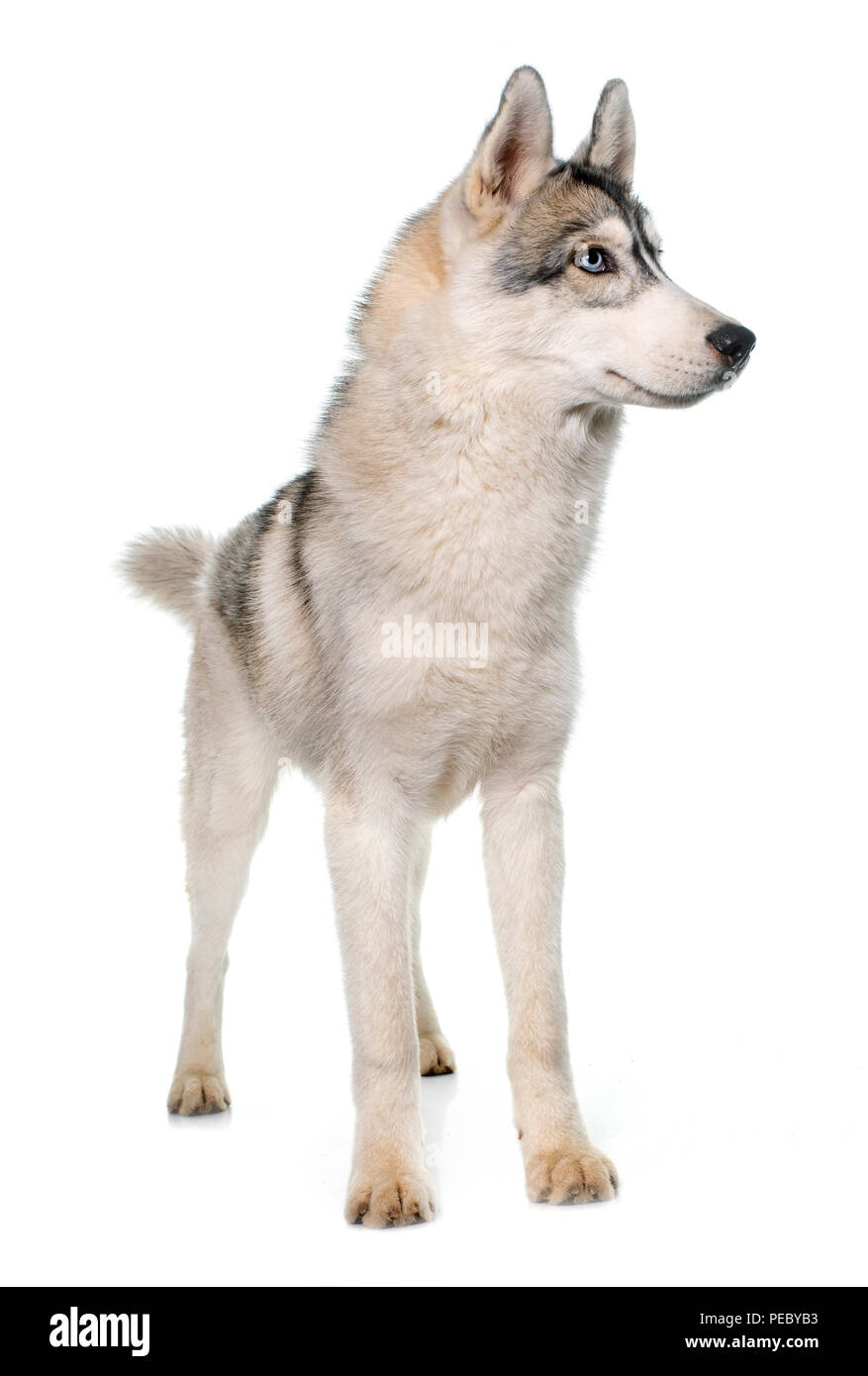 gray siberian husky in front of white background Stock Photo - Alamy