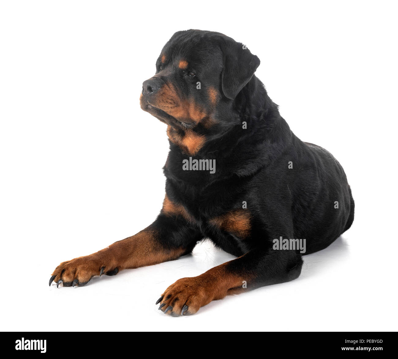 purebred rottweiler in front of white background Stock Photo - Alamy