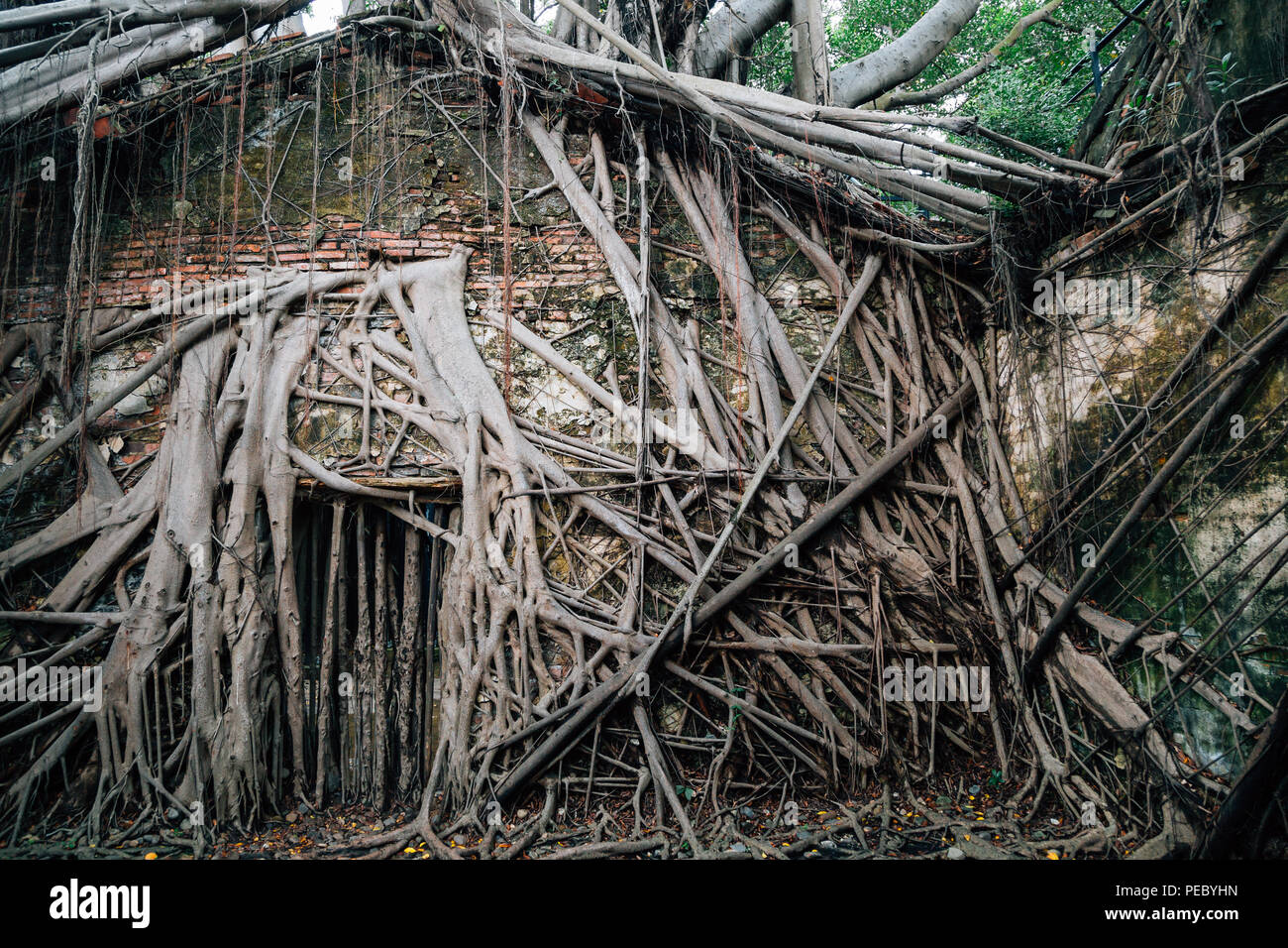 Anping Tree House, historical architecture in Tainan, Taiwan Stock ...