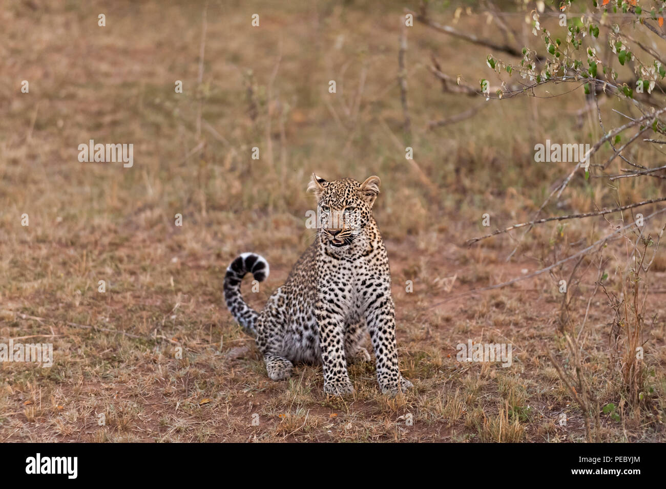 Leopard masai hi-res stock photography and images - Alamy