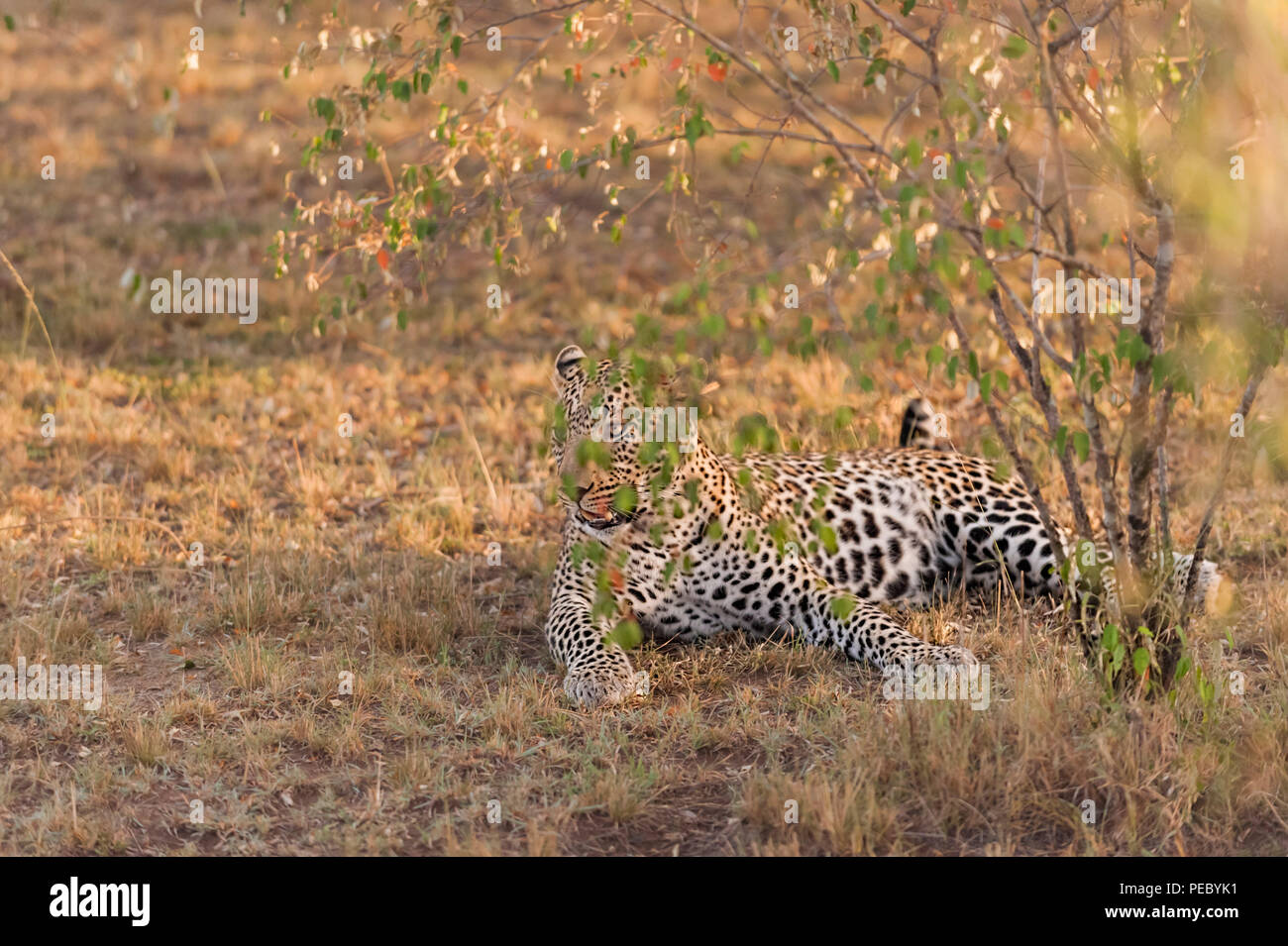 Leopard masai hi-res stock photography and images - Alamy