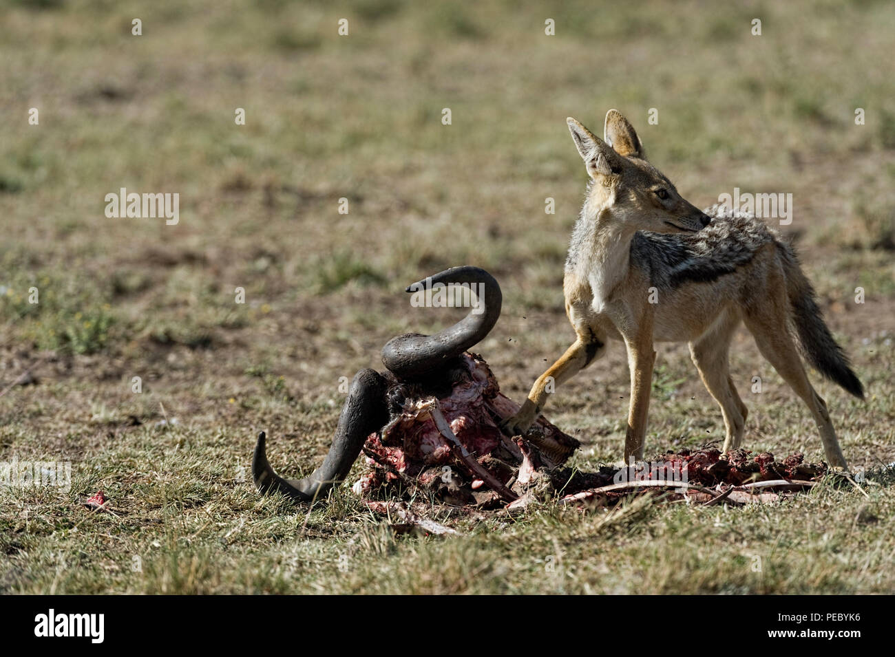 Black Backed Jackal with Buffalo Carcass Masai Mara Kenya East Africa ...