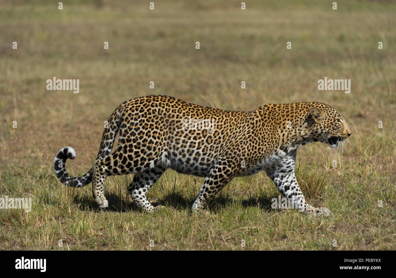 Leopard panthera pardus stalking game hi-res stock photography and ...