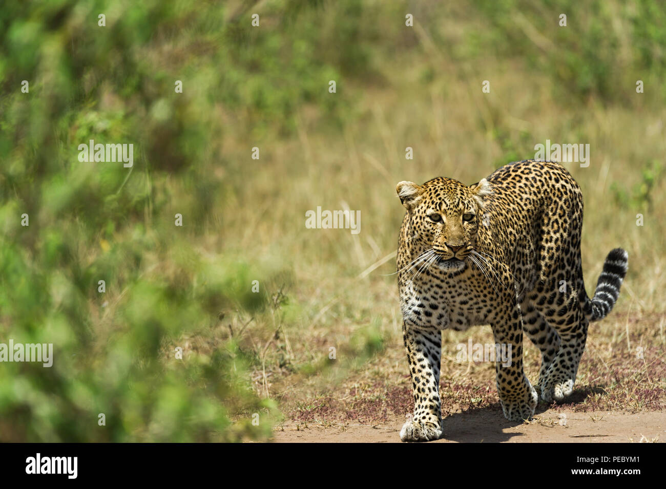 Young Leopard Masai Mara Kenya Stock Photo - Alamy