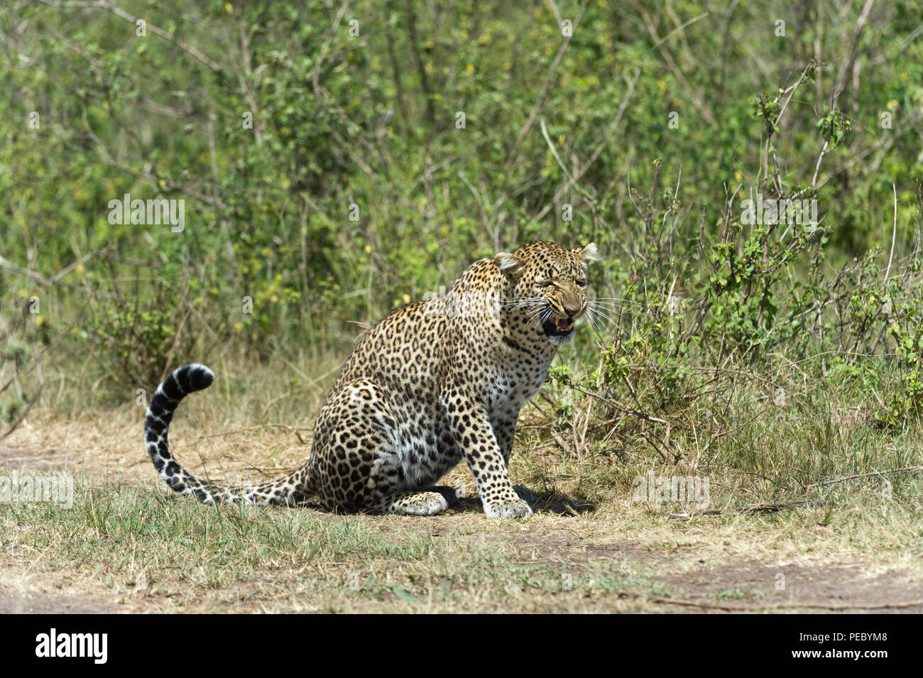 Leopard Masai Mara Kenya Stock Photo - Alamy