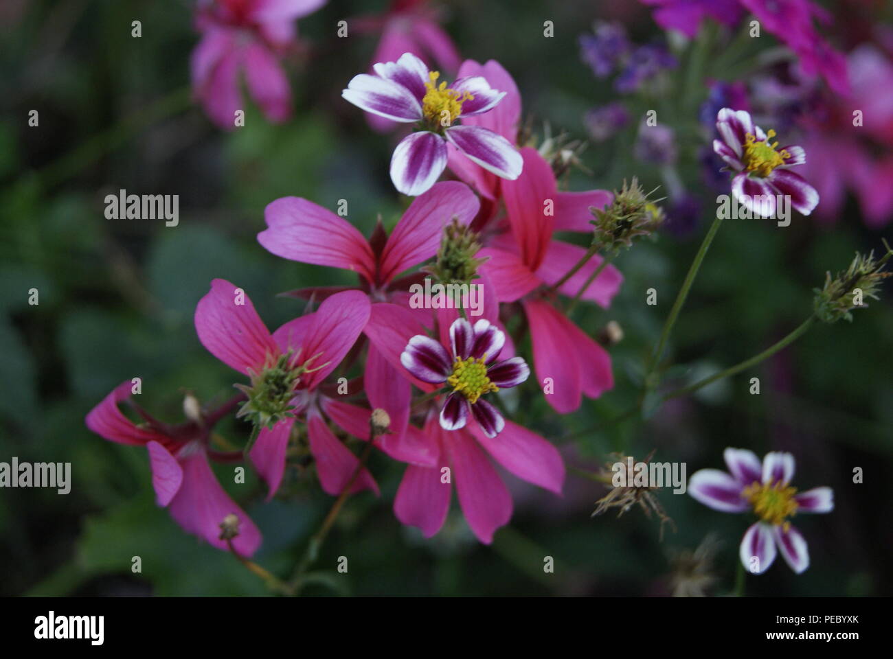 fleur de France Stock Photo - Alamy