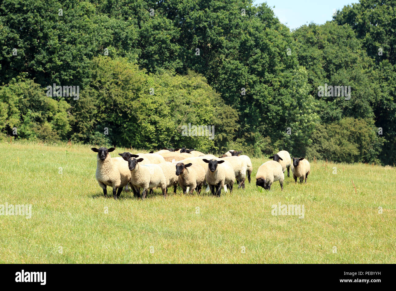 Brockhill farm hi-res stock photography and images - Alamy