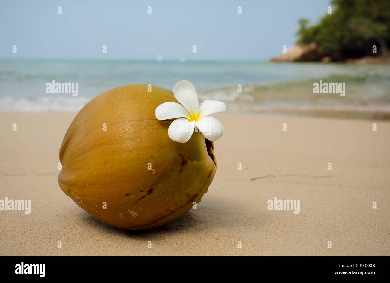 Beautiful coconut natural hi-res stock photography and images - Alamy