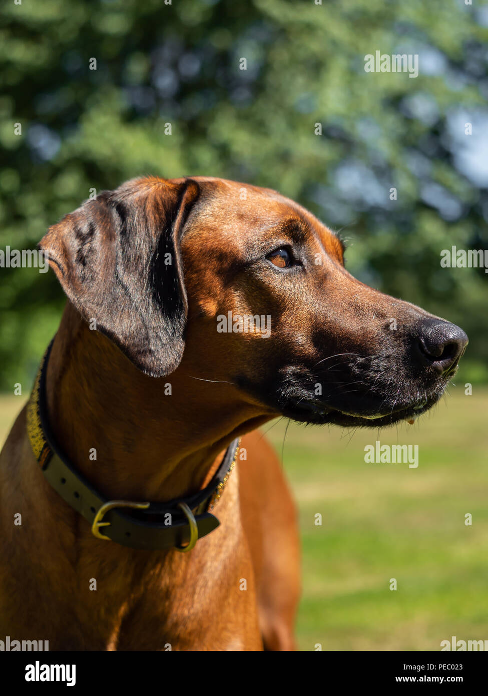 Rhodesian ridgeback nose hi-res stock photography and images - Alamy