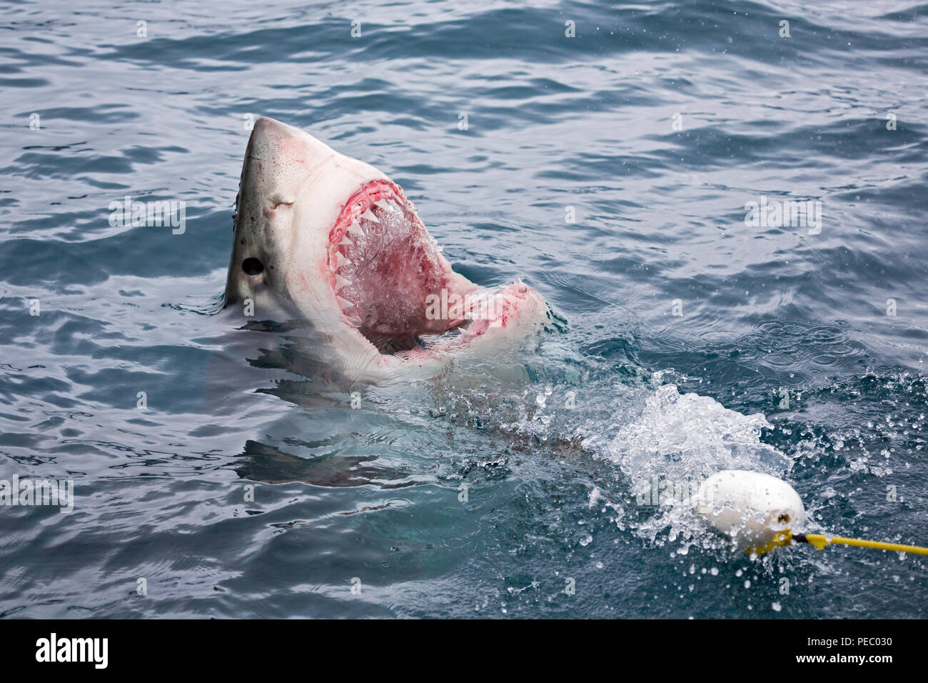 Shark Jumping Out Of Water With Mouth Open Side View