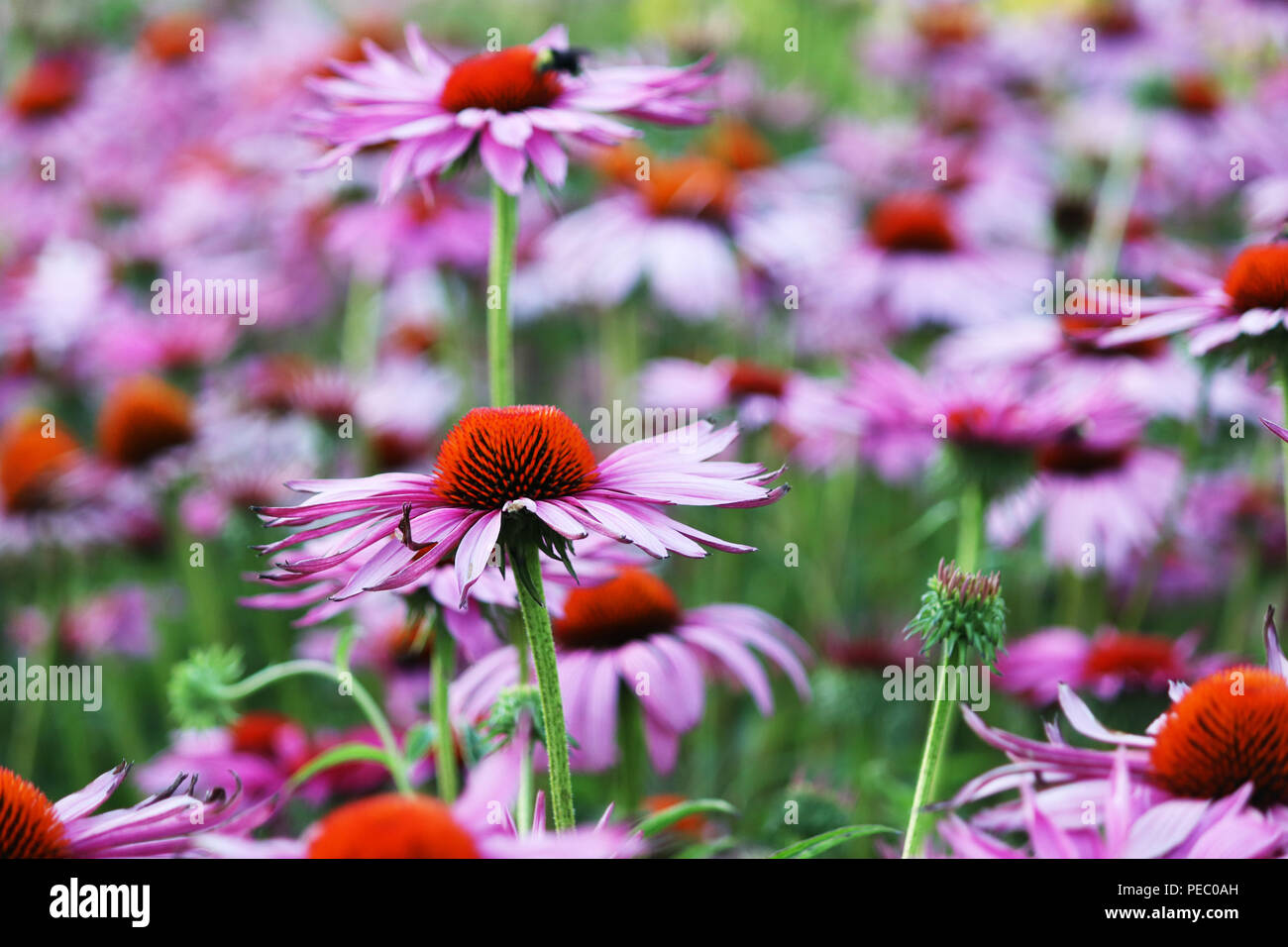 Purple Flowers in Summer Stock Photo - Alamy