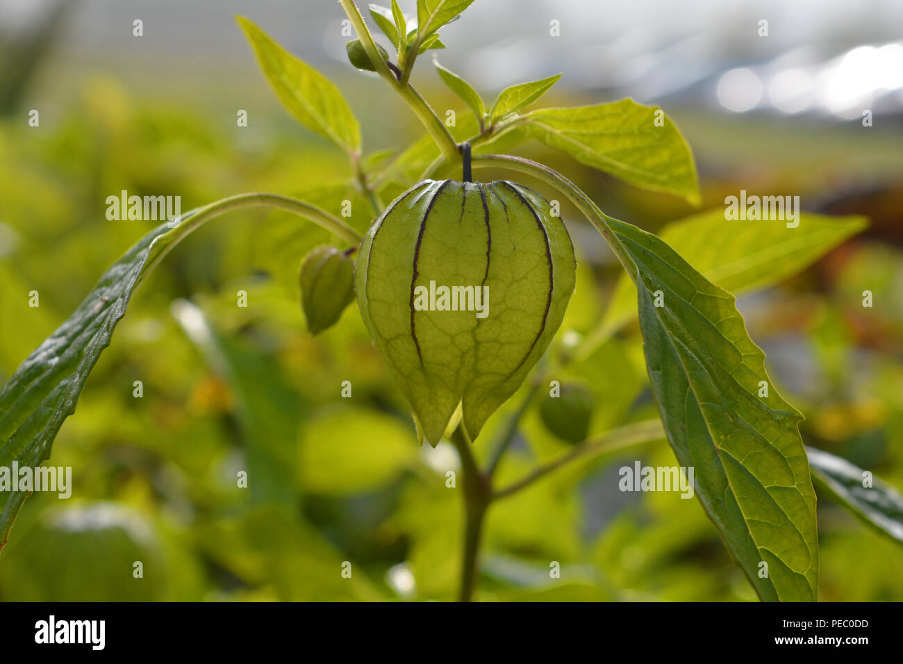 Cape gooseberry, Physalis peruviana, also known as Peruvian ground ...
