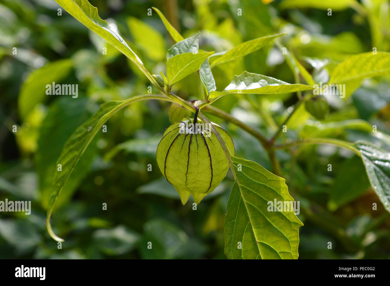Physalis peruviana plant hi-res stock photography and images - Alamy