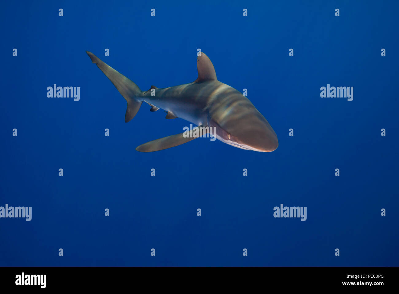 Silky sharks carcharhinus falciformis hi-res stock photography and ...