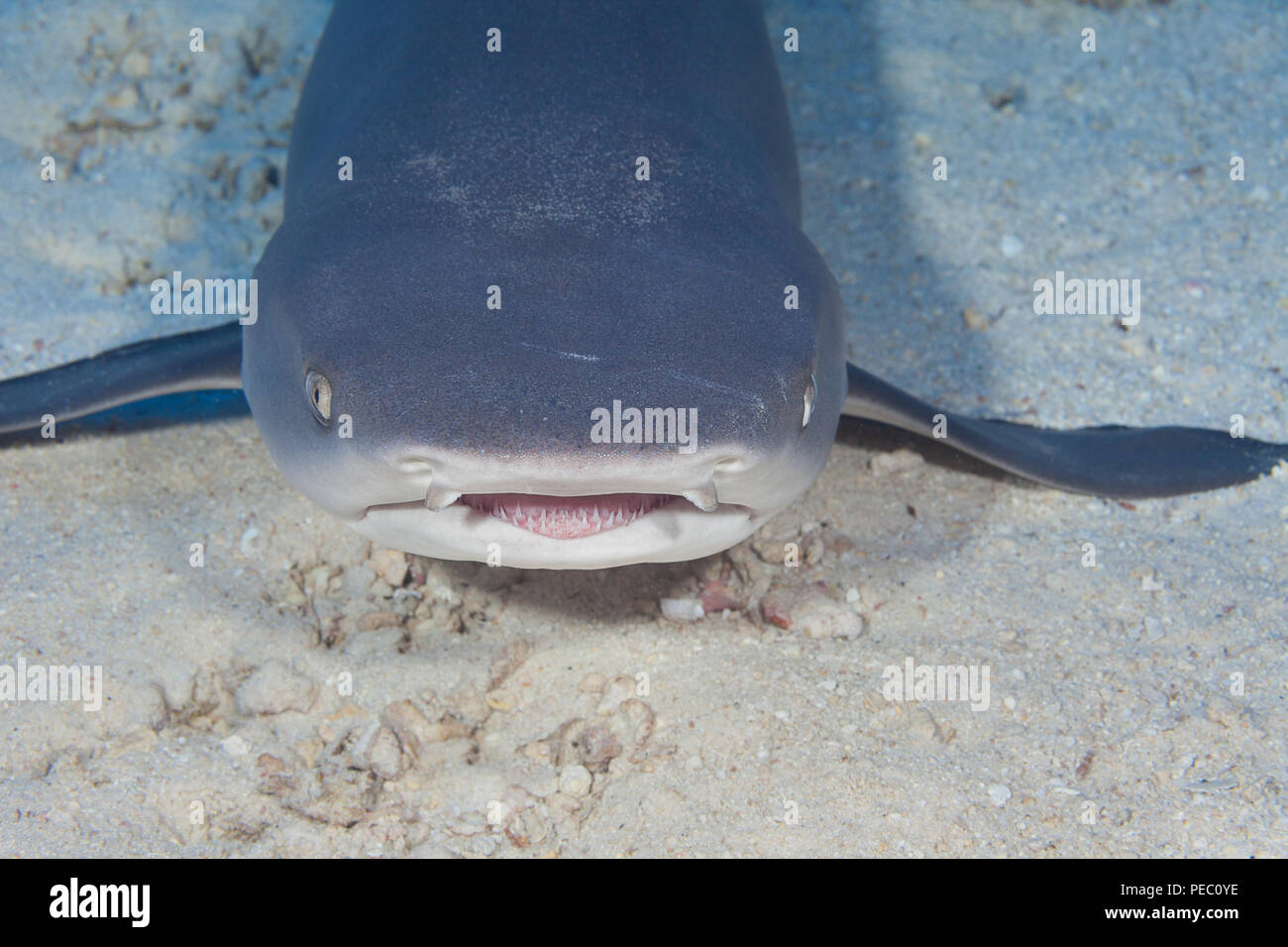 Whitetip reef sharks, Triaenodon obesus, are one of the few species of ...