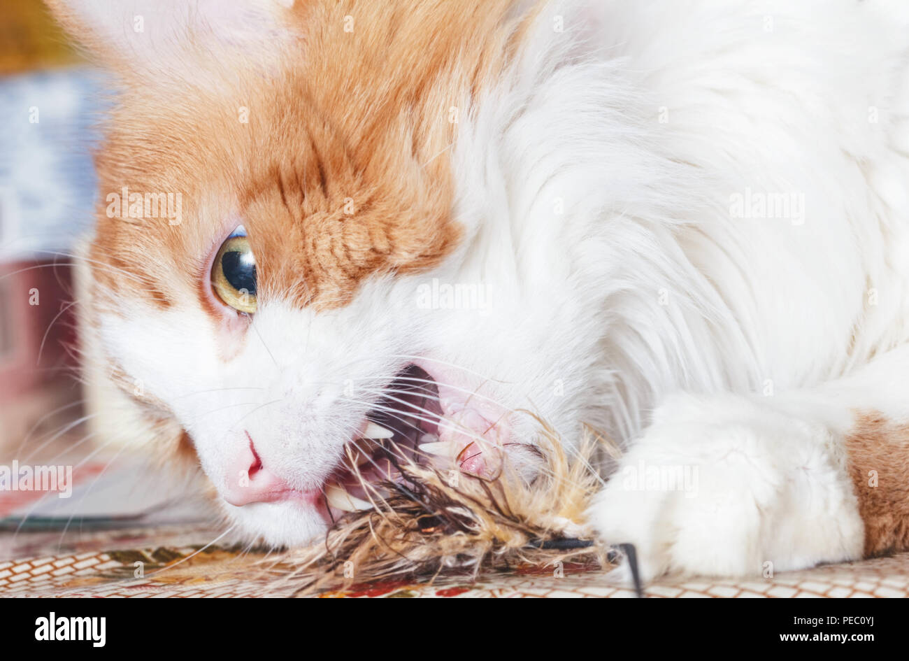 Adult toy hi-res stock photography and images - Alamy