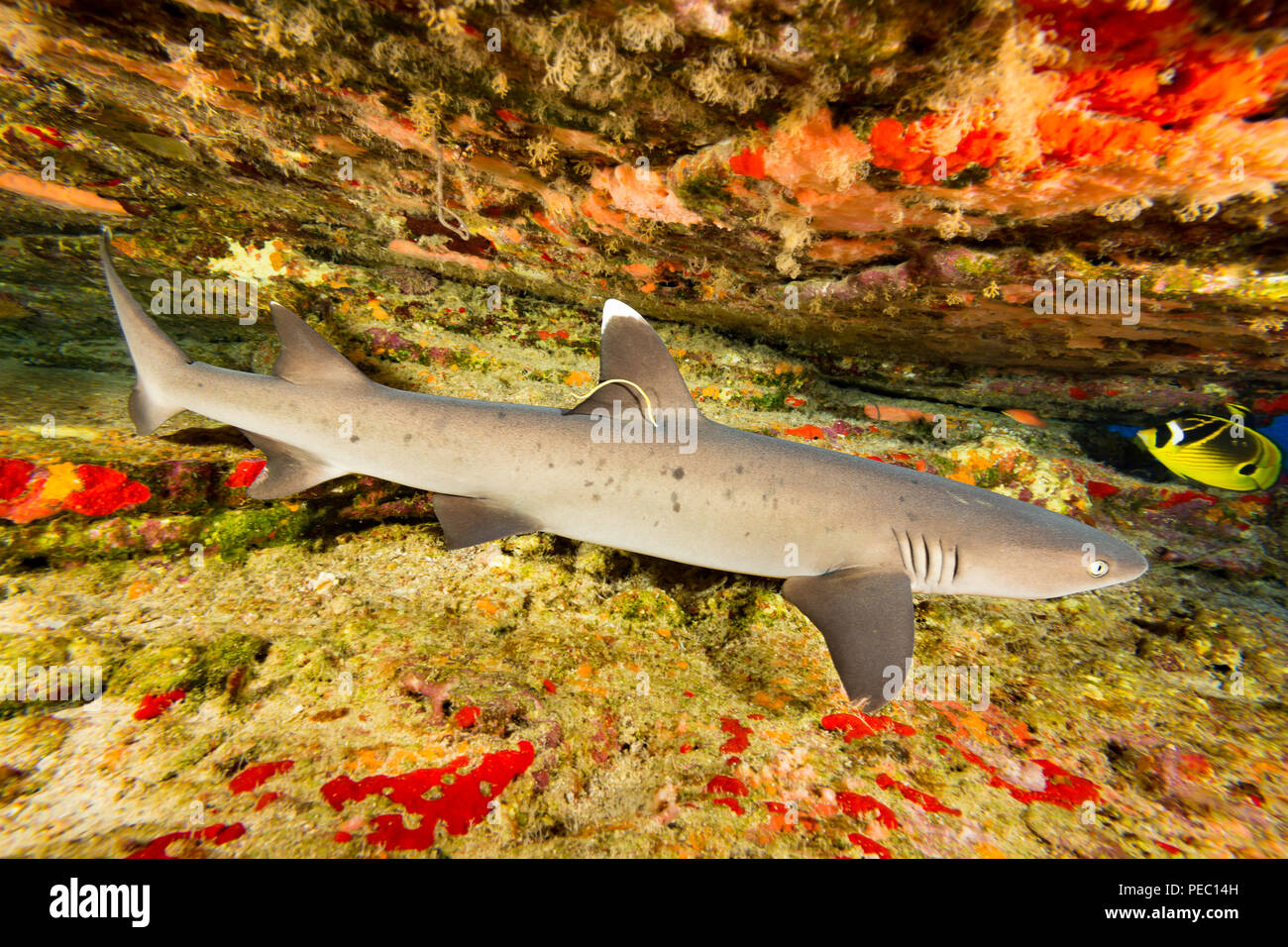 Shark study underwater hi-res stock photography and images - Alamy