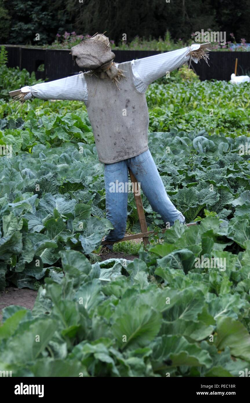 Scarecrow protedting growing crop from birds Stock Photo - Alamy