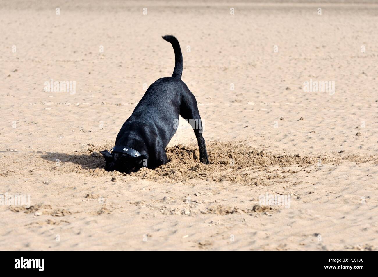 Black dog digging deep hole in sand hi-res stock photography and images ...