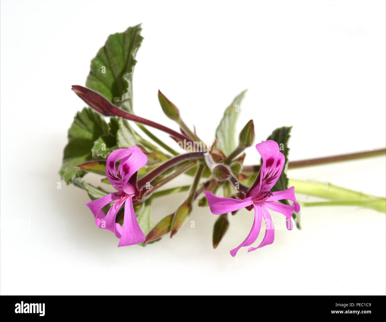 Kapland-Pelargonie, Umckaloabo, Pelargonium, reniforme, Heil-Pelargonie ...
