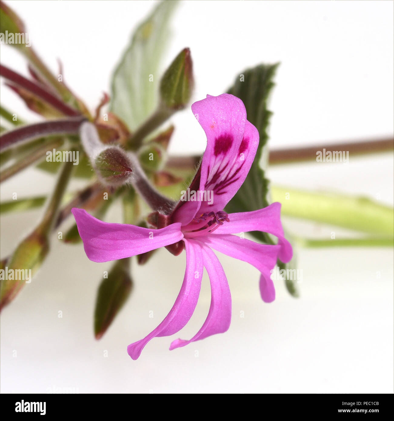 Kapland-Pelargonie, Umckaloabo, Pelargonium, reniforme, Heil-Pelargonie ...
