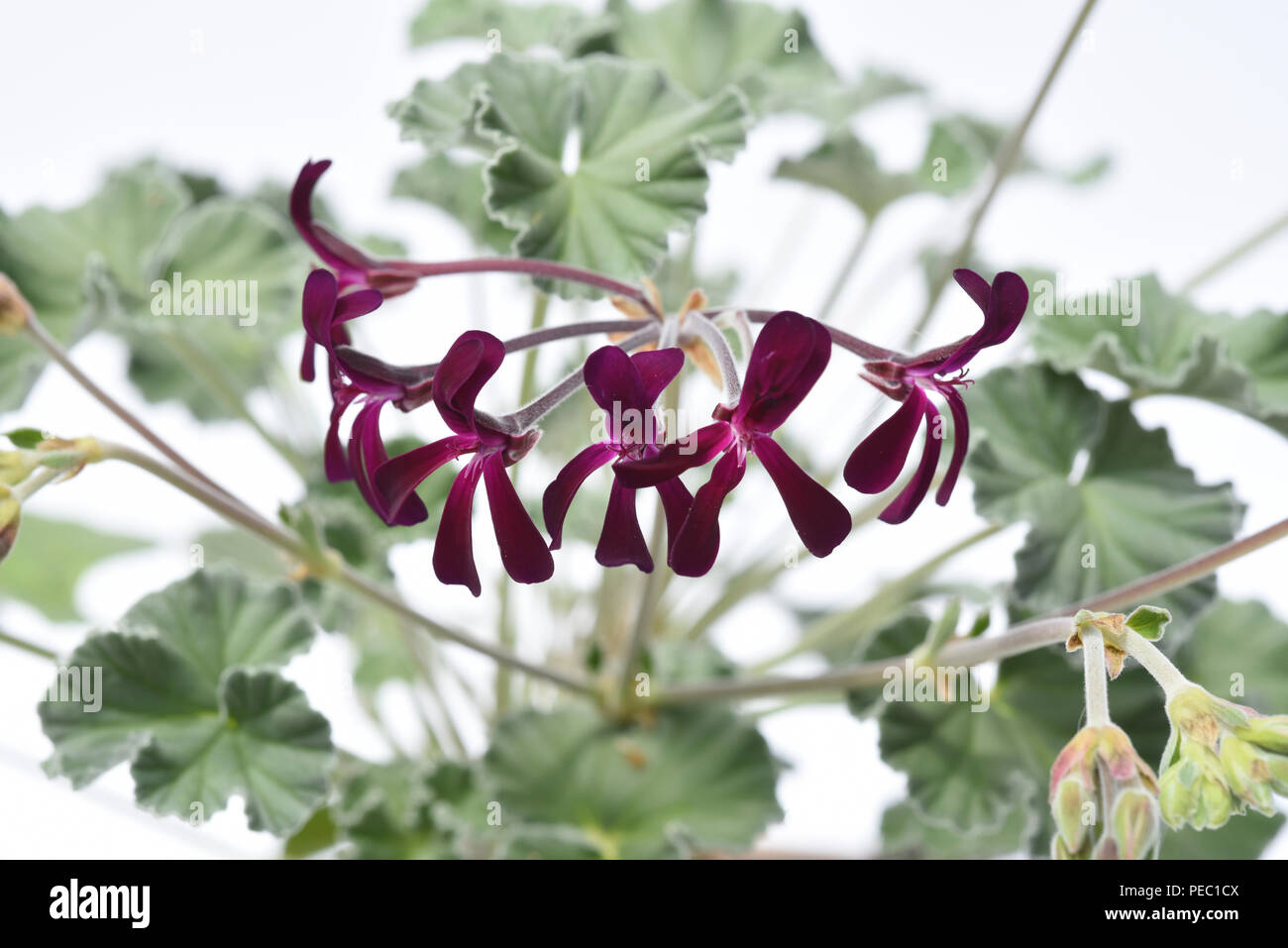 Kapland-Pelargonie, Umckaloabo, Pelargonium, sidoides, Heil-Pelargonie ...