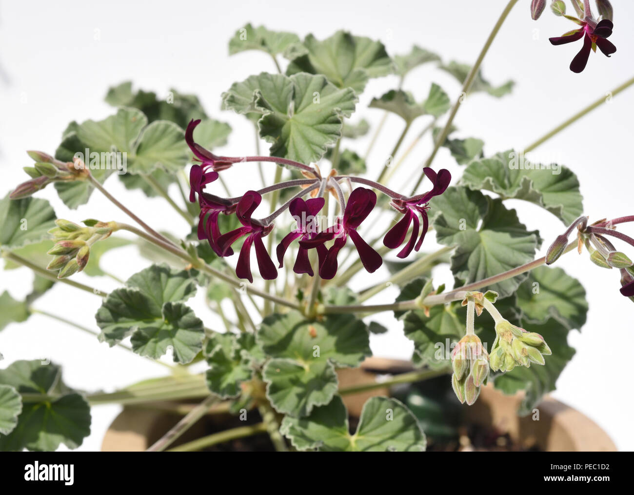 Kapland-Pelargonie, Umckaloabo, Pelargonium, sidoides, Heil-Pelargonie ...