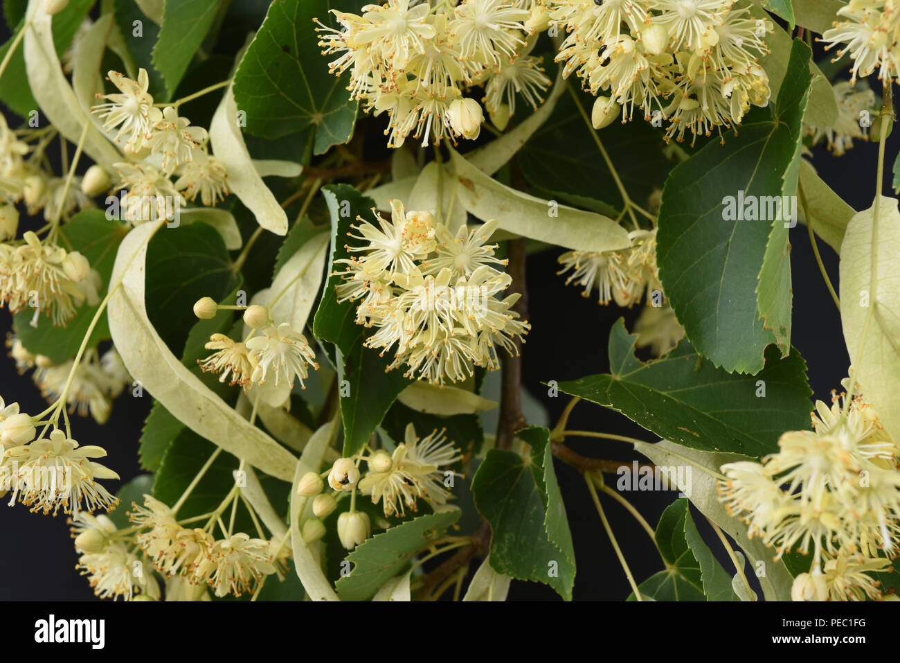 Lindenblueten High Resolution Stock Photography and Images - Alamy