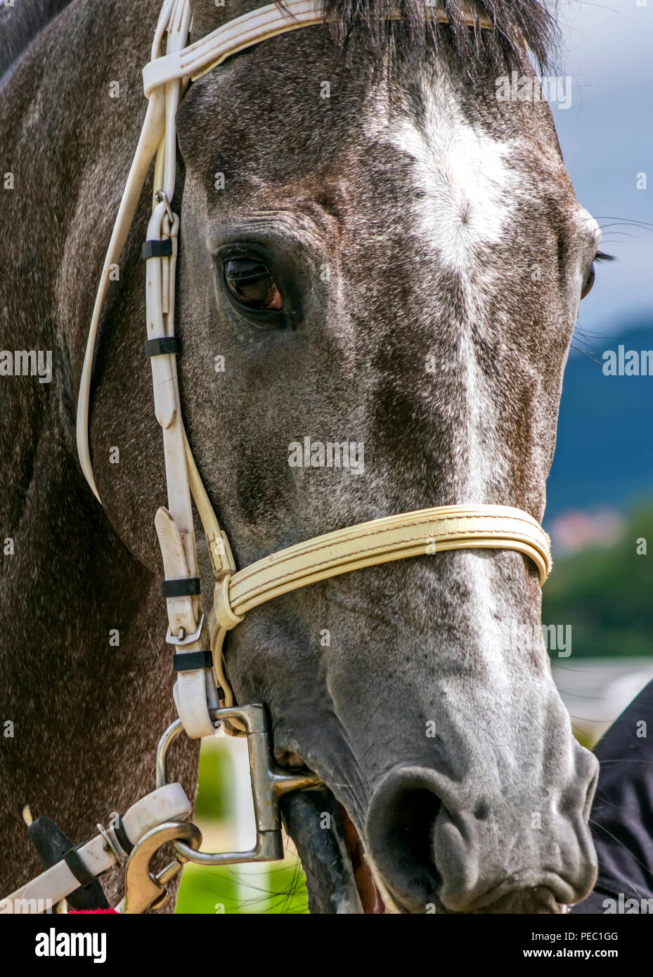 Close up profile of horse bridle hi-res stock photography and images ...