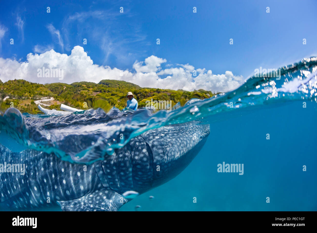 A commercial whale shark encounter for tourists with a feeder above on ...