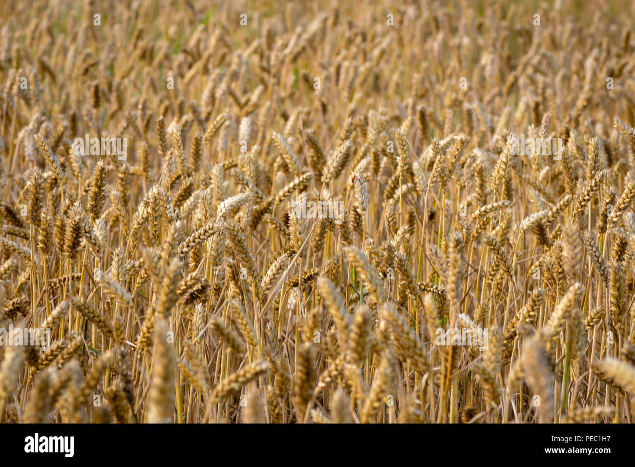 Abstraction background with golden rye field Stock Photo - Alamy