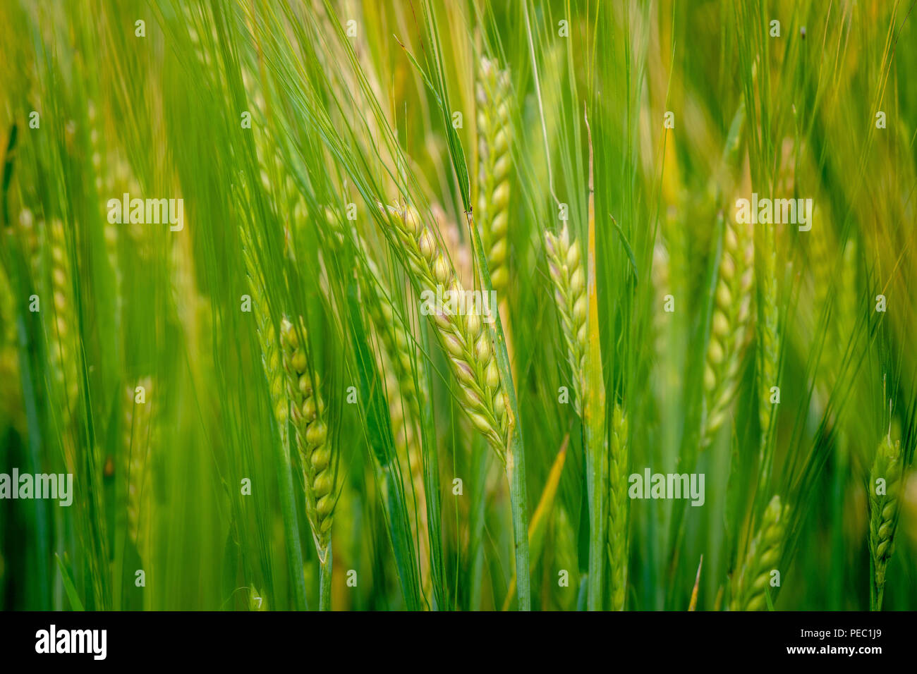 A close-up photograph of the green barley corns Stock Photo - Alamy