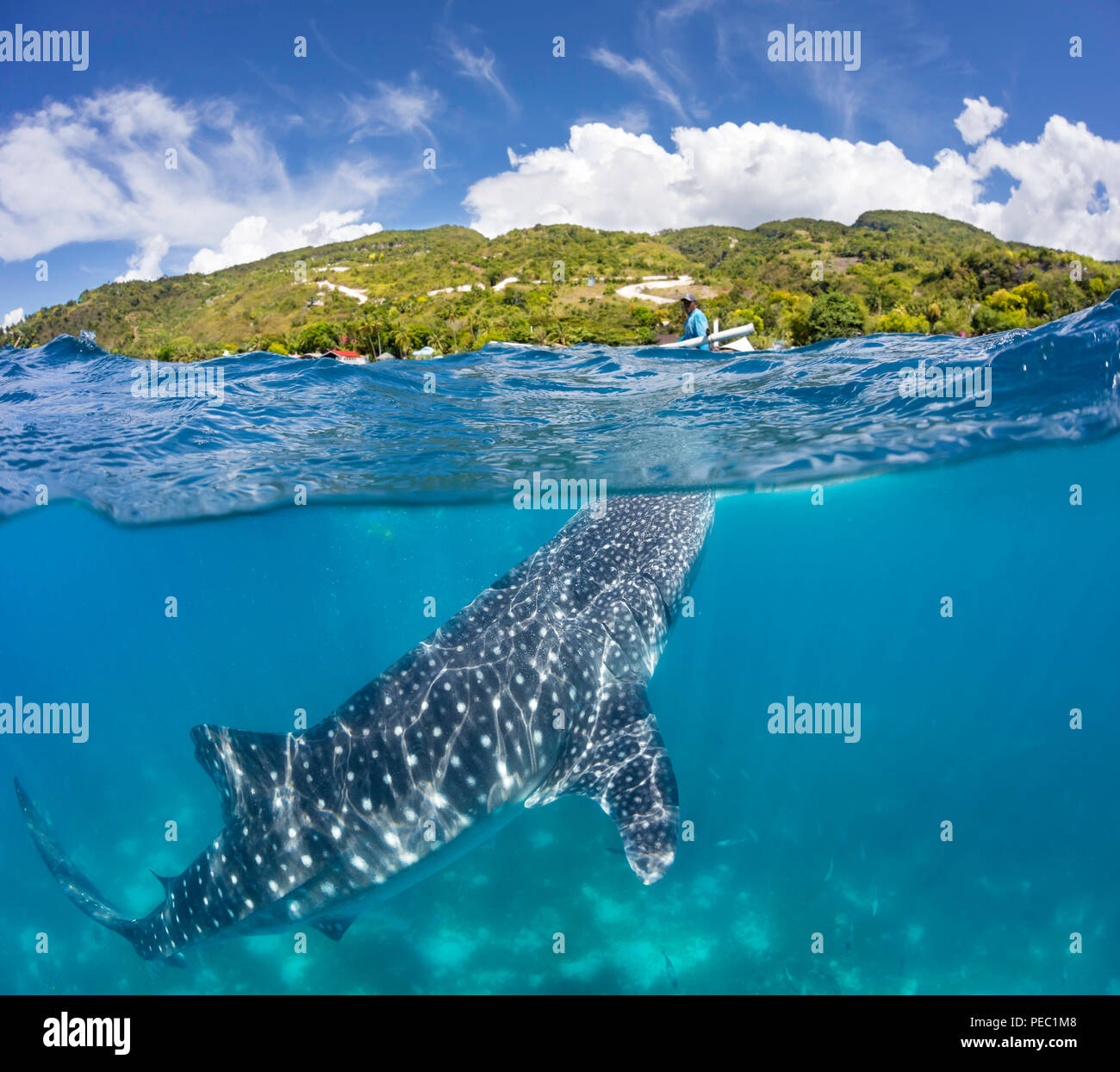 A commercial whale shark encounter for tourists with a feeder above on ...