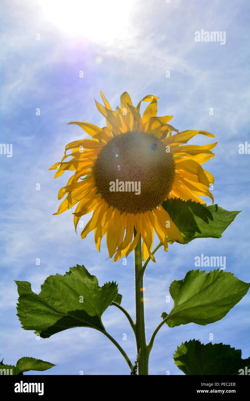 Big sunflower with the beaming sun on the field Stock Photo - Alamy