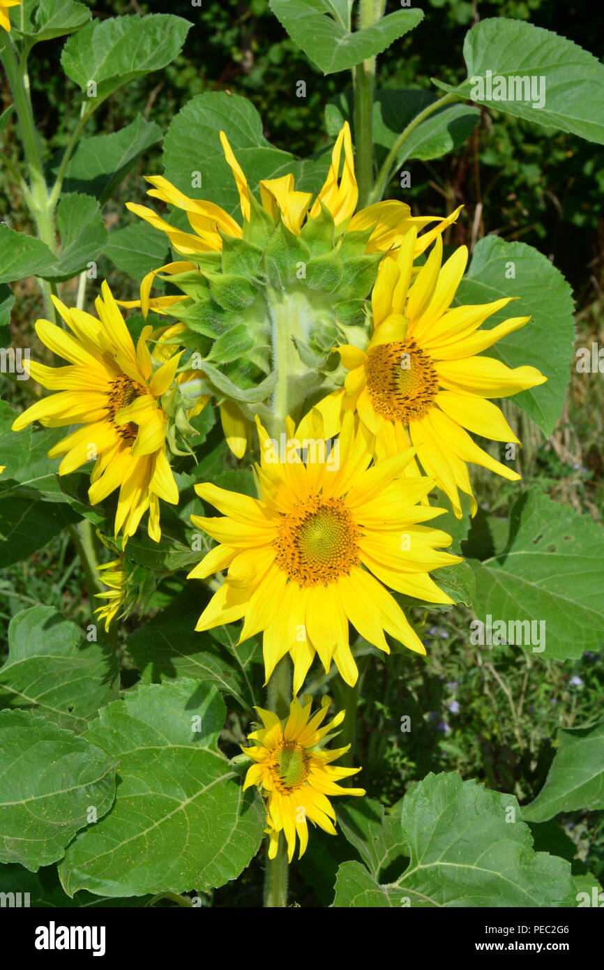 Big sunflowerfield hi-res stock photography and images - Alamy