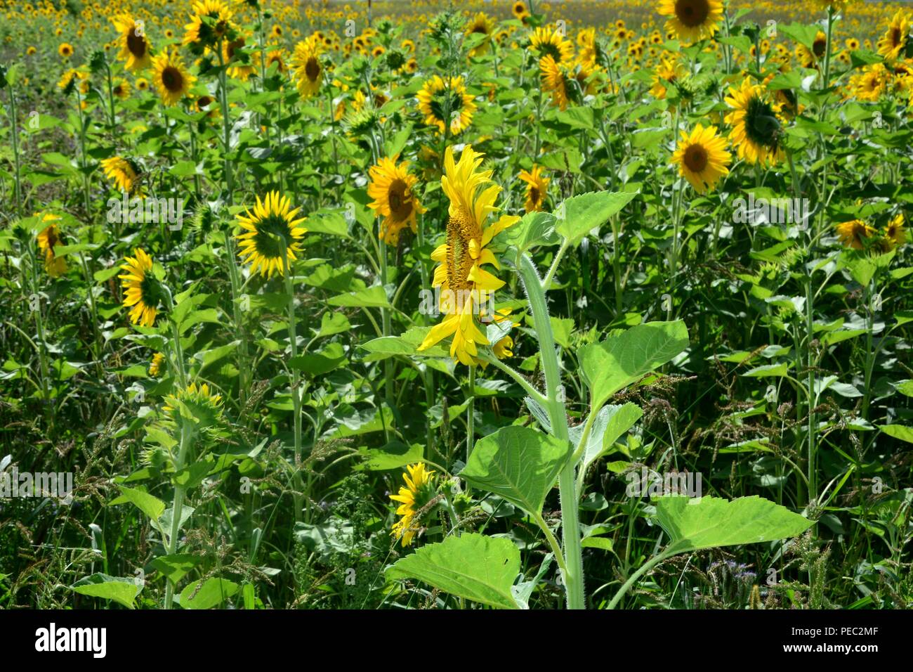 Big sunflower hi-res stock photography and images - Alamy