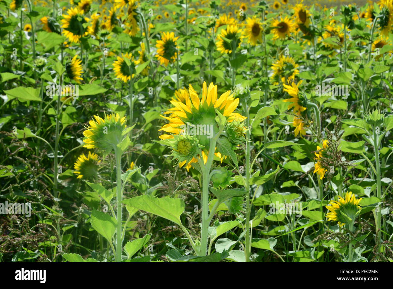 Big sunflower hi-res stock photography and images - Alamy