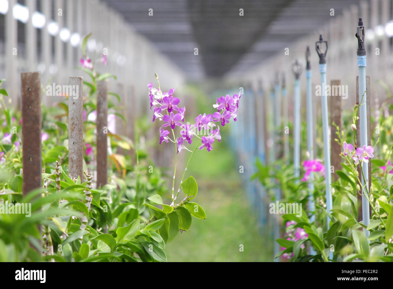 pile of beautiful orchid flower in orchid garden Stock Photo - Alamy