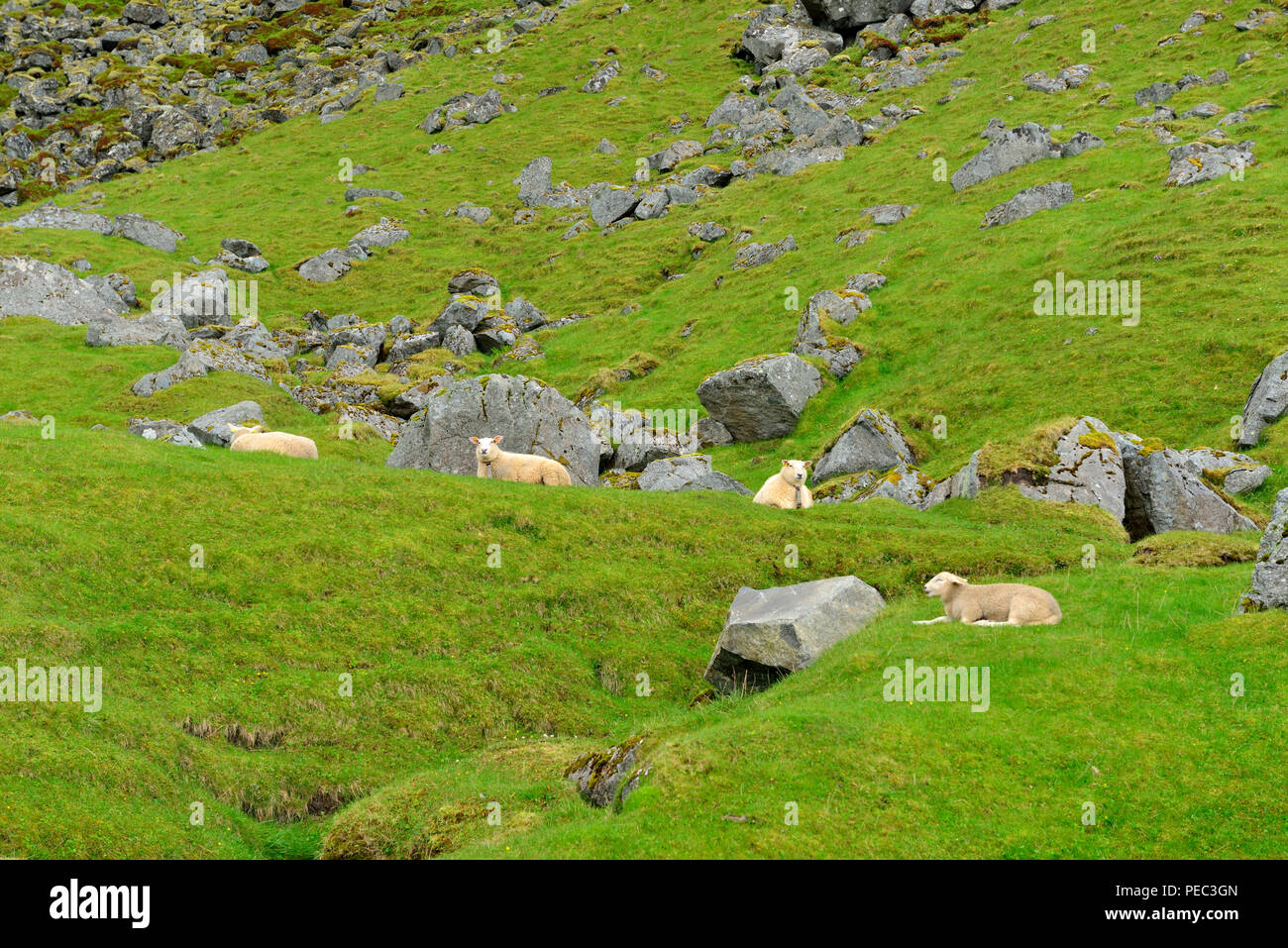 Sheep among boulders in the grass, Uttakleiv beach, Lofoten Archipelago ...