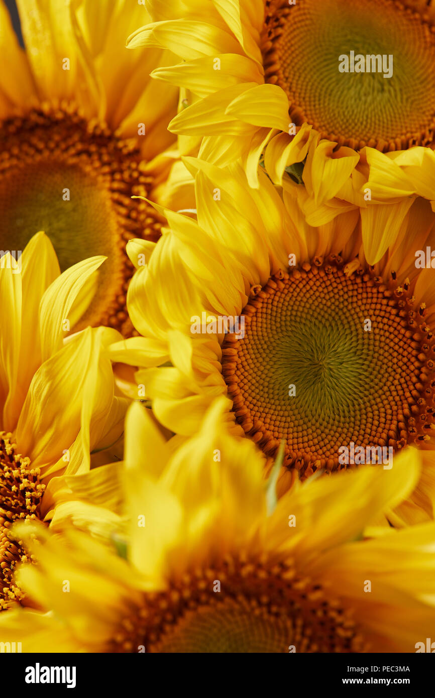 summer texture with yellow fragrant sunflowers Stock Photo - Alamy